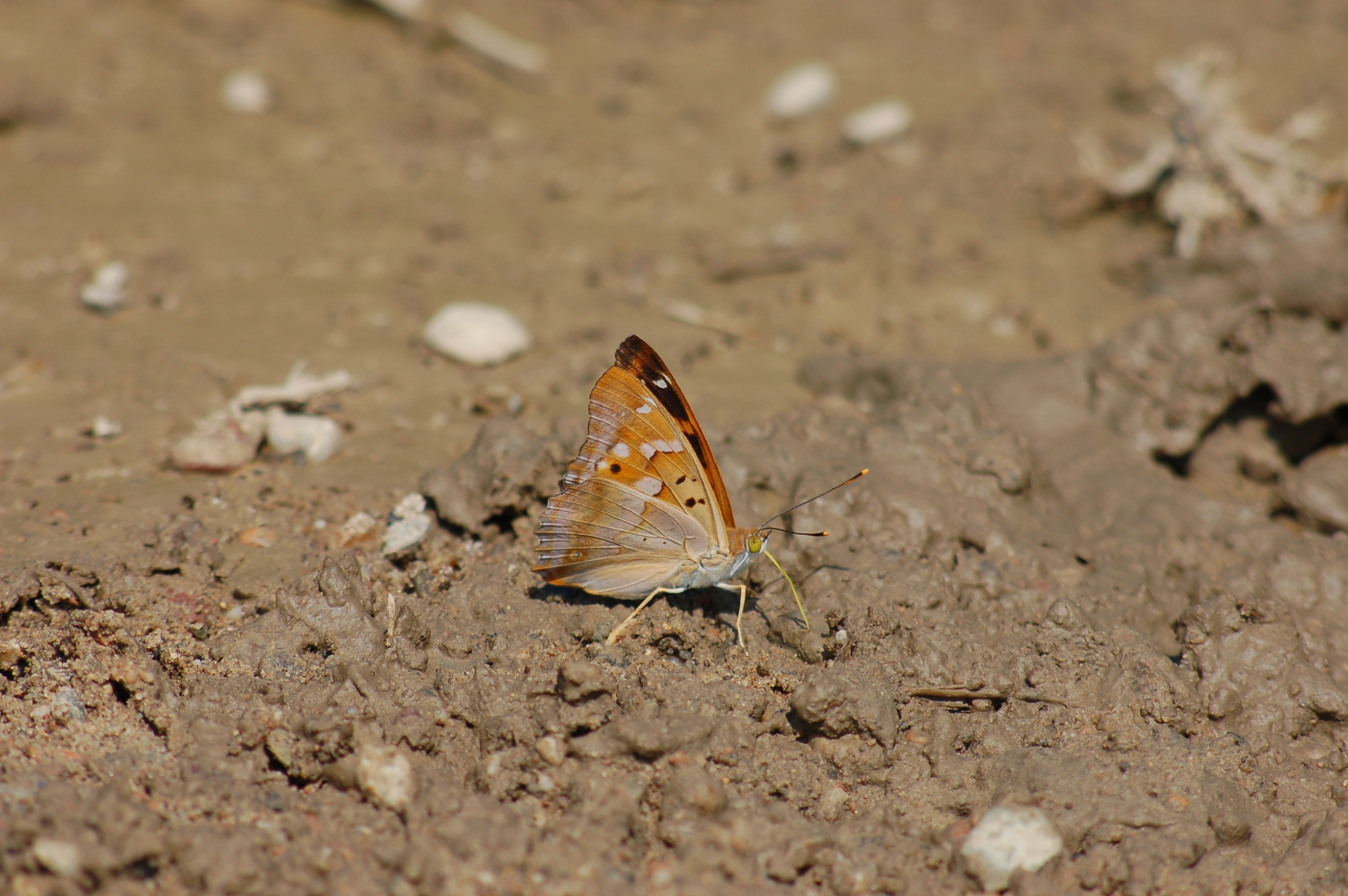 Butterfly Outdoor Insect free image download