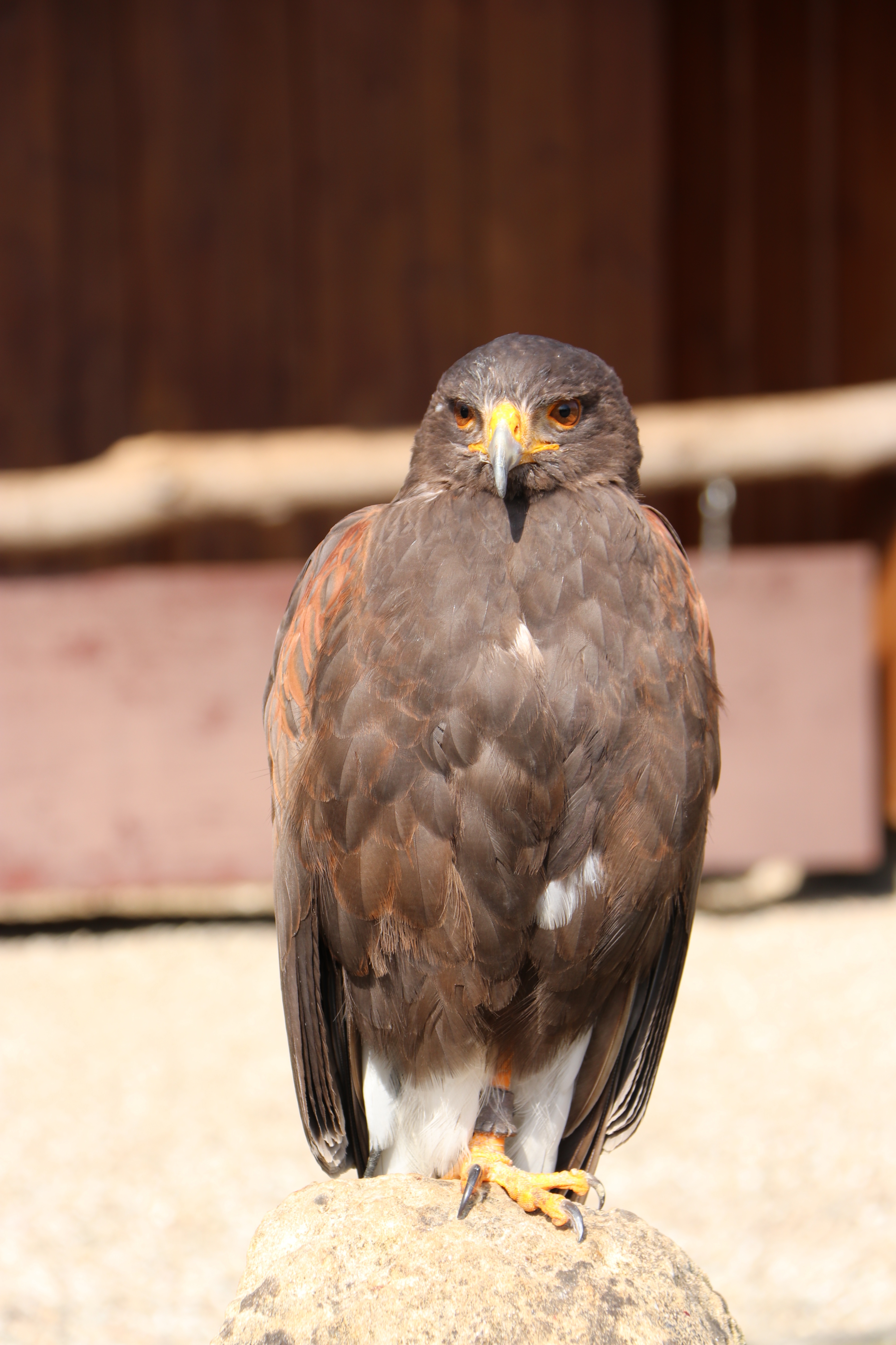Bird Adler Zoo free image download