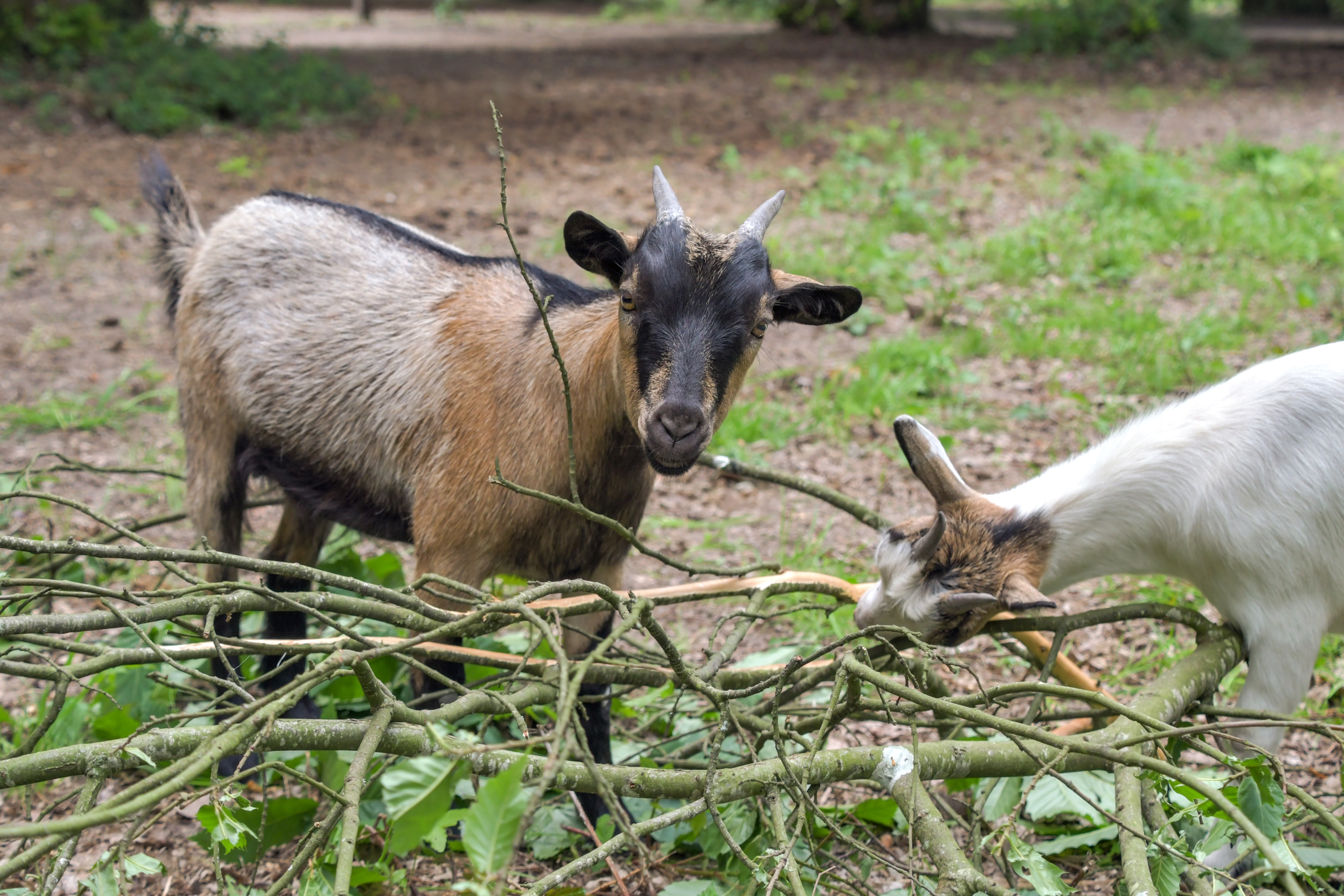 Goat Play Branches free image download