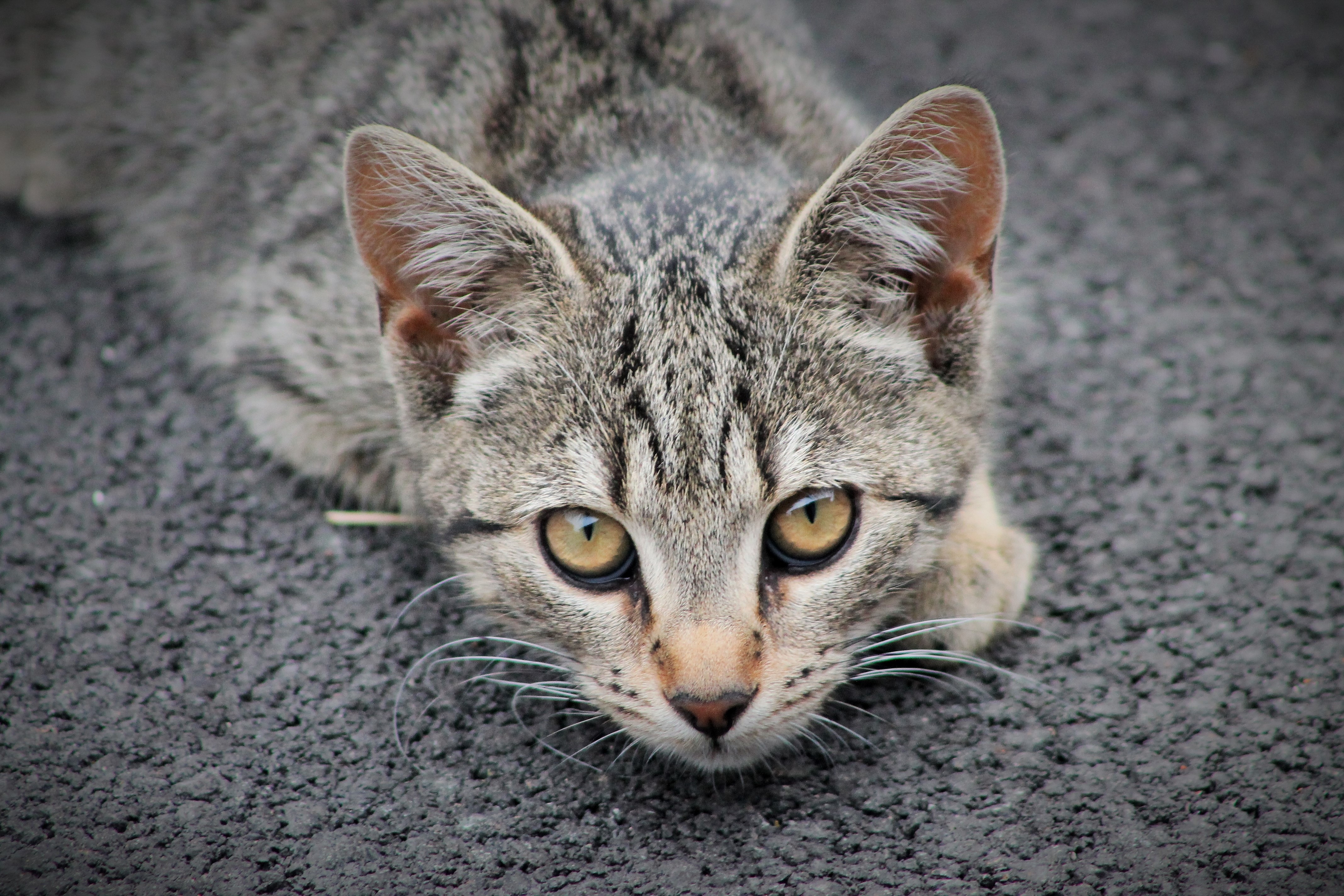 Cat Animal Animals free image download