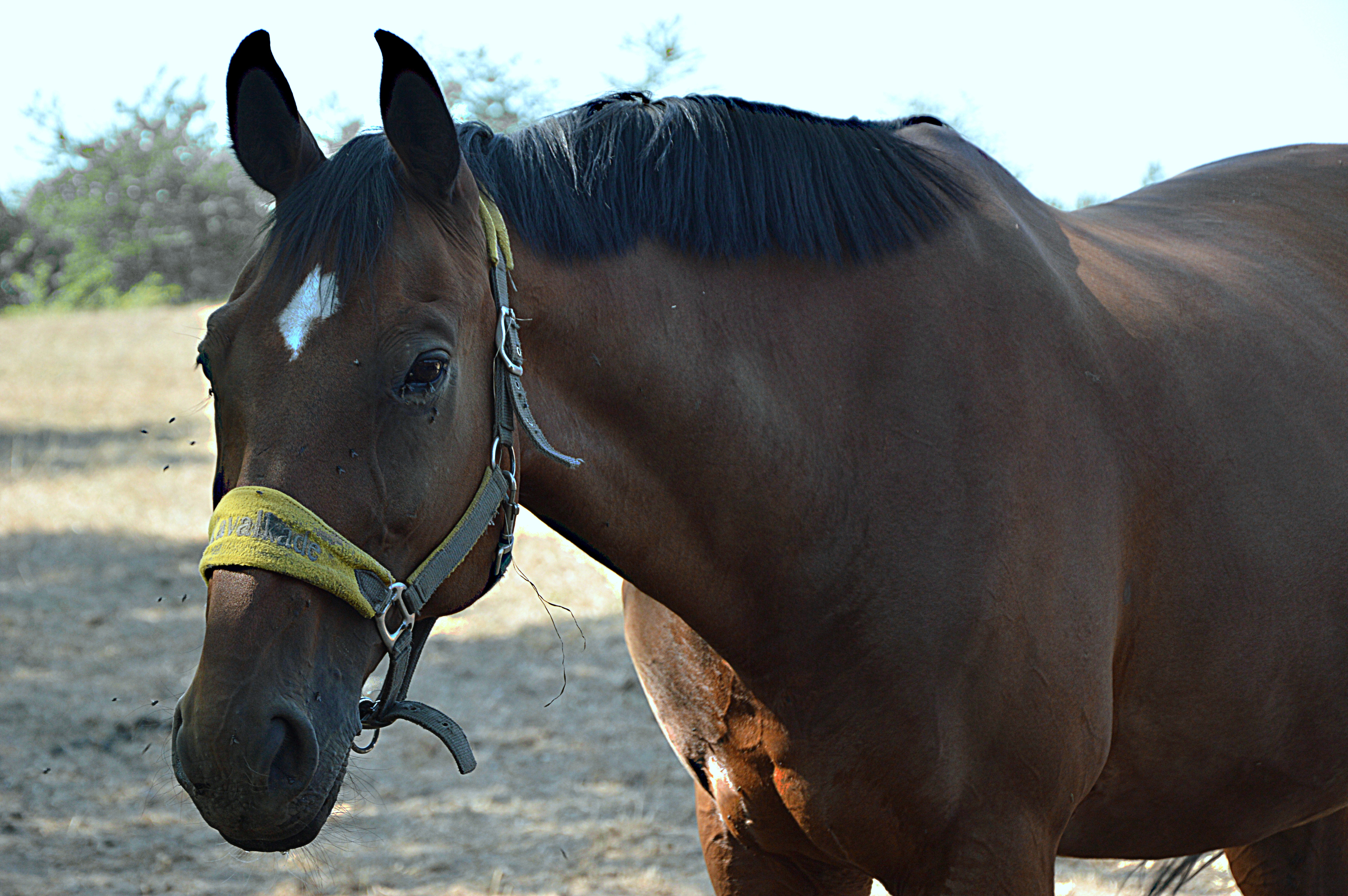 Animal Horse Mare free image download