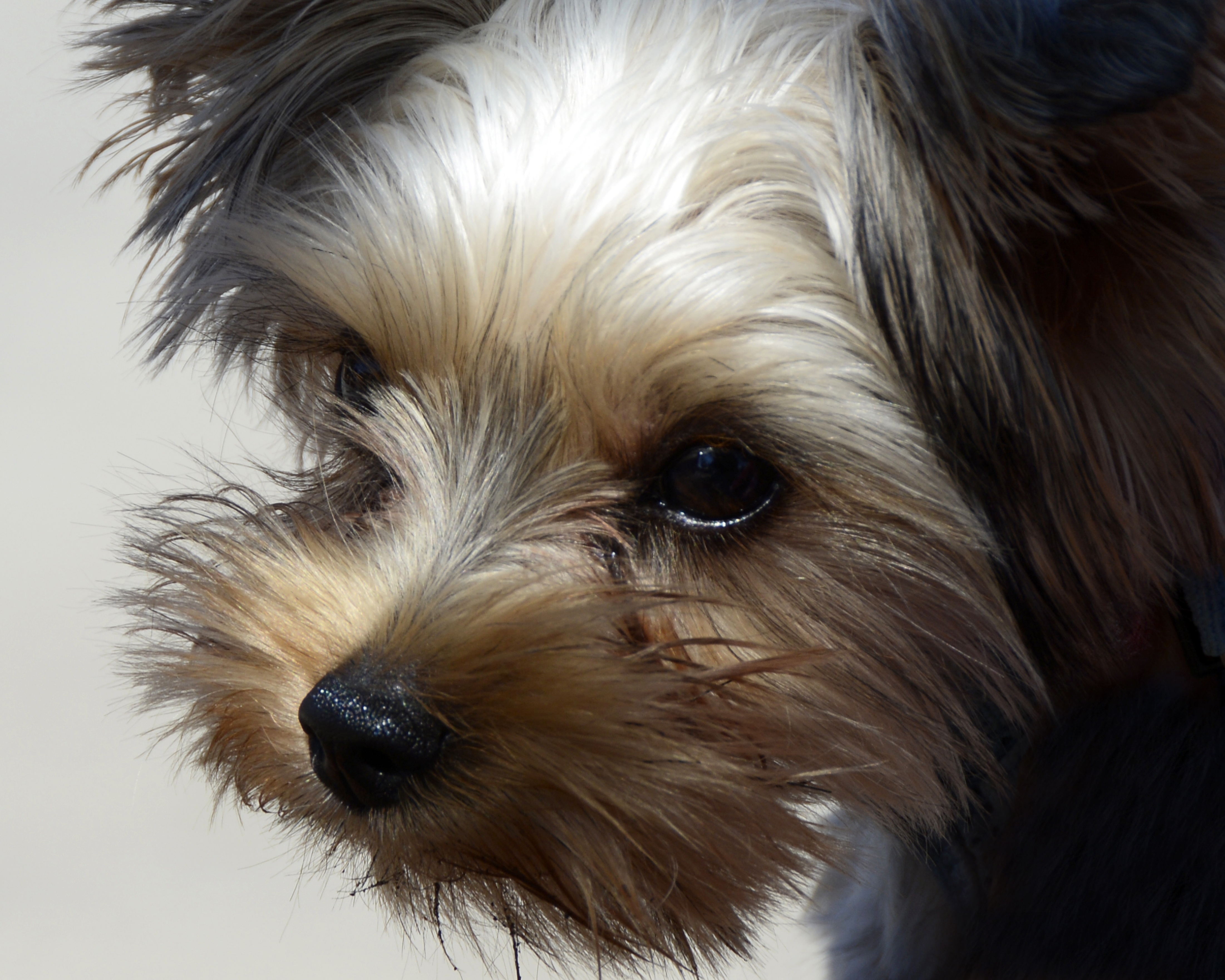 Dog Animal Yorkipoo free image download