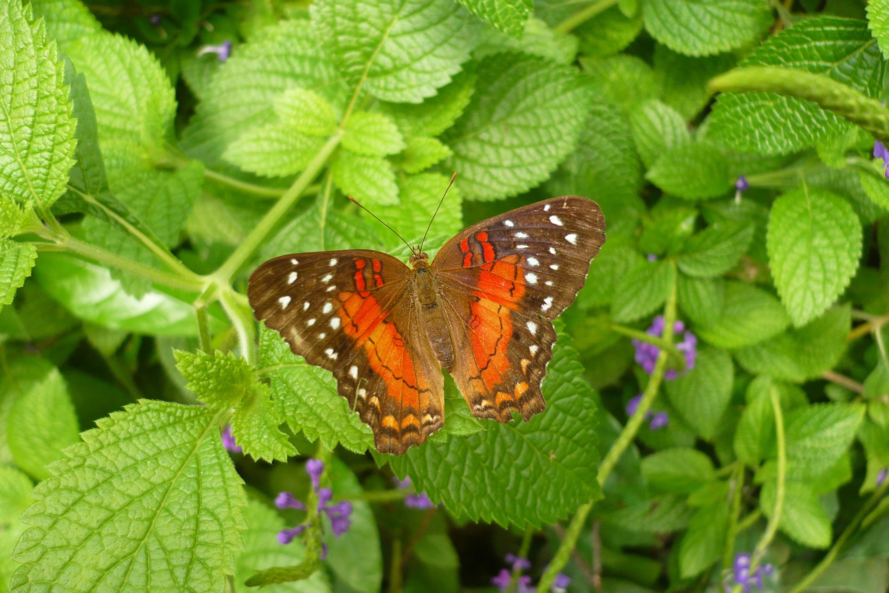 Butterfly Colorful Wing free image download