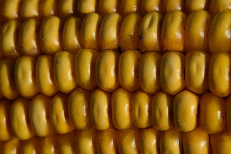 Close up of corn kernels free image download