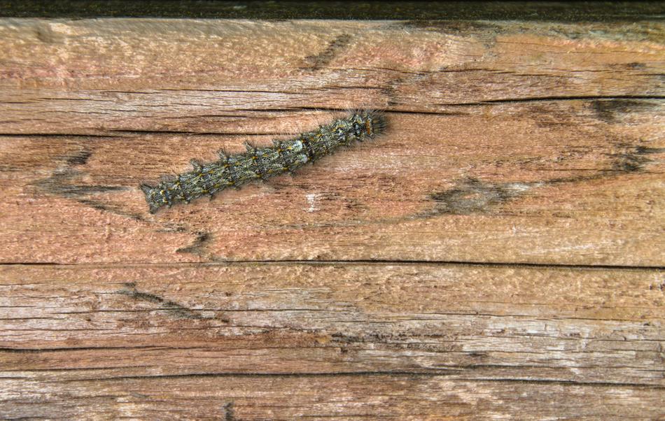 Caterpillar Camouflage Insect free image download
