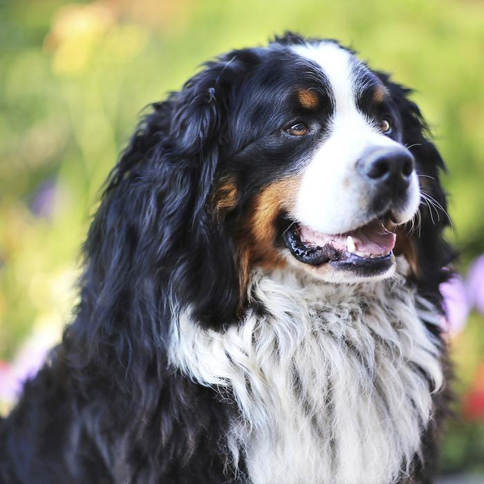 Dog Bernese Shepherd free image download