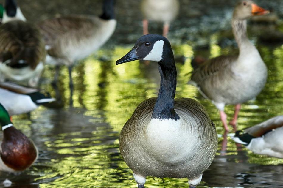 Bird Lake Water free image download