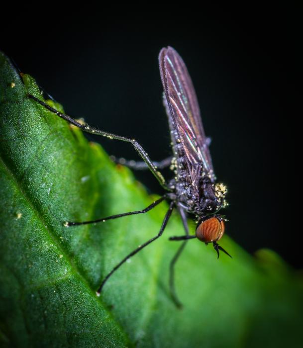 Insect Fly Macro free image download
