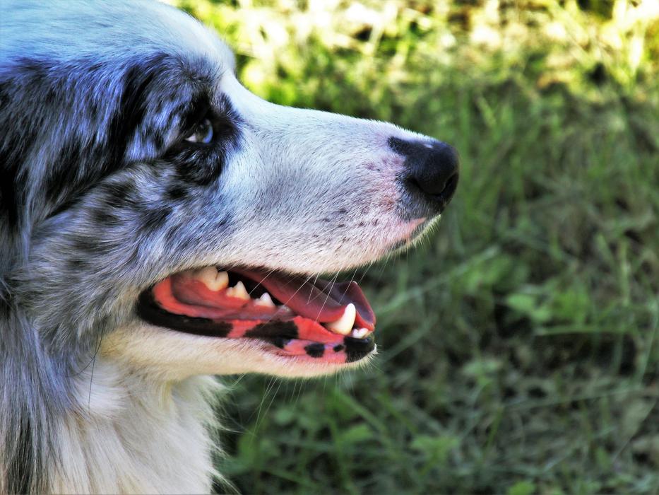 Side Dog Thoroughbred free image download