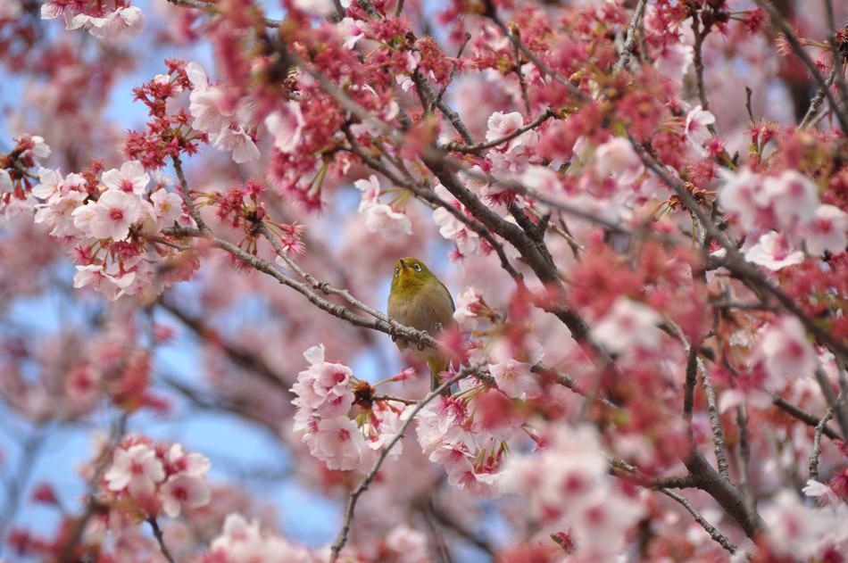 Cherry Blossom Bird free image download