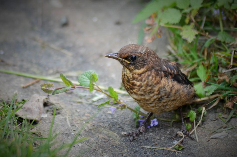 Beautiful little bird free image download