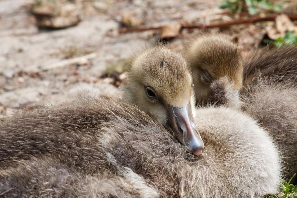 Wild Goose Chicks Greylag free image download