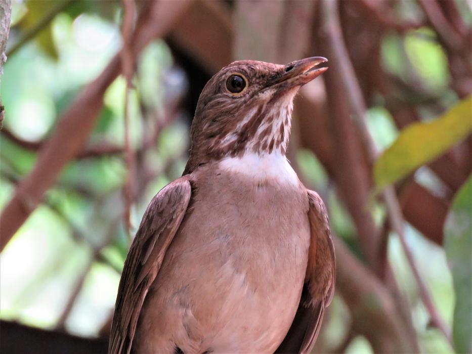 Bird Nature Fauna free image download