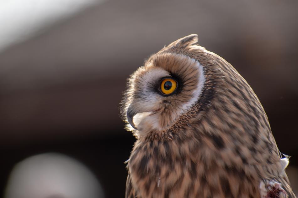 A cute owl staring off to the side free image download