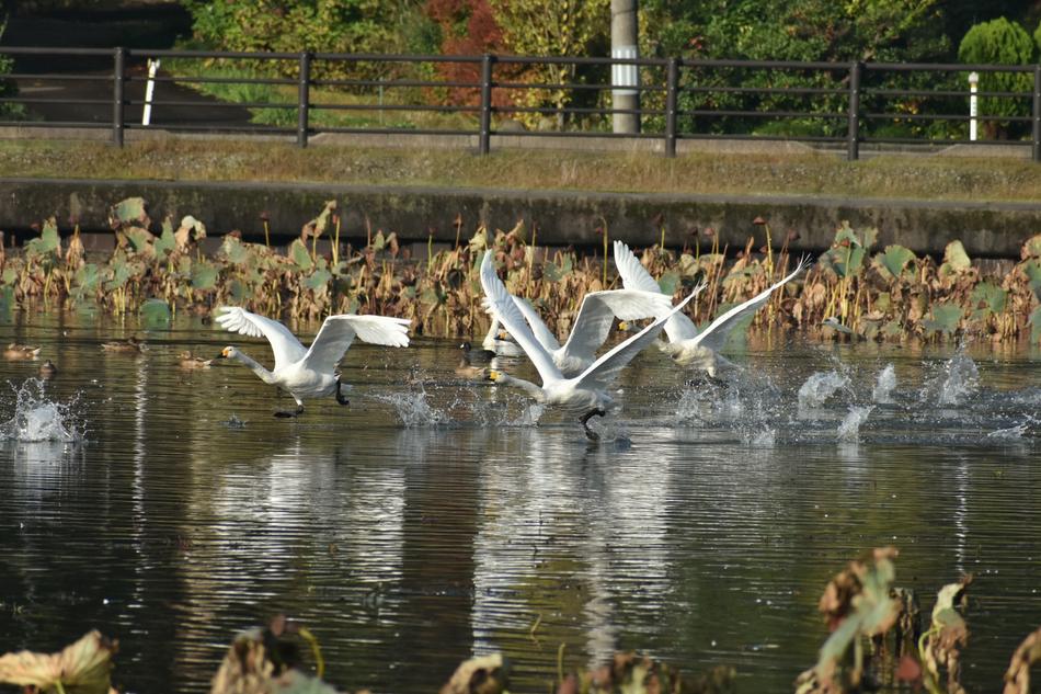 Animal Lake Waterside free image download