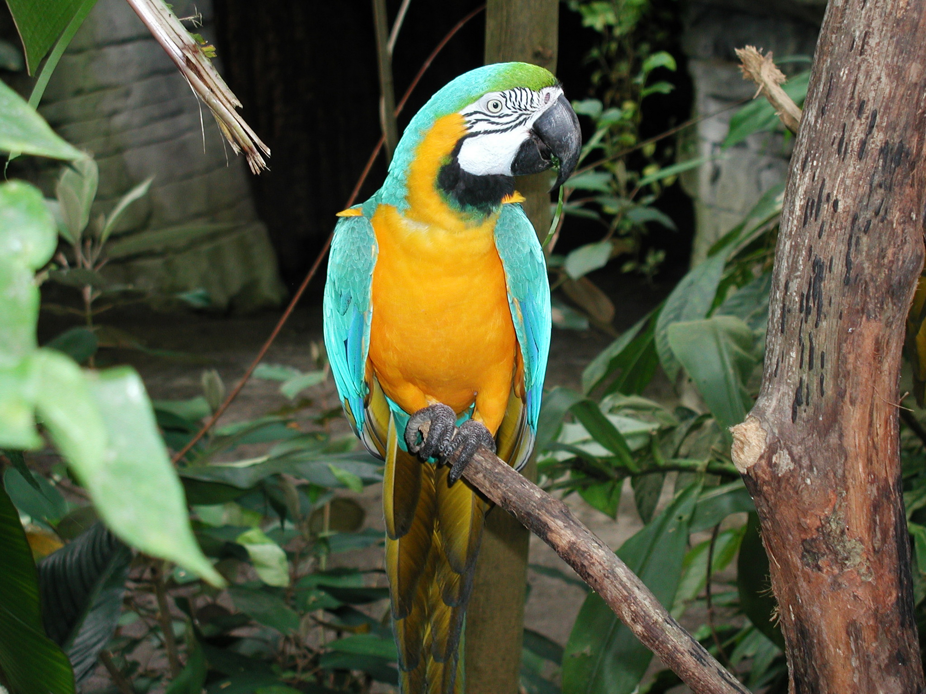The parrot is big in the trees free image download