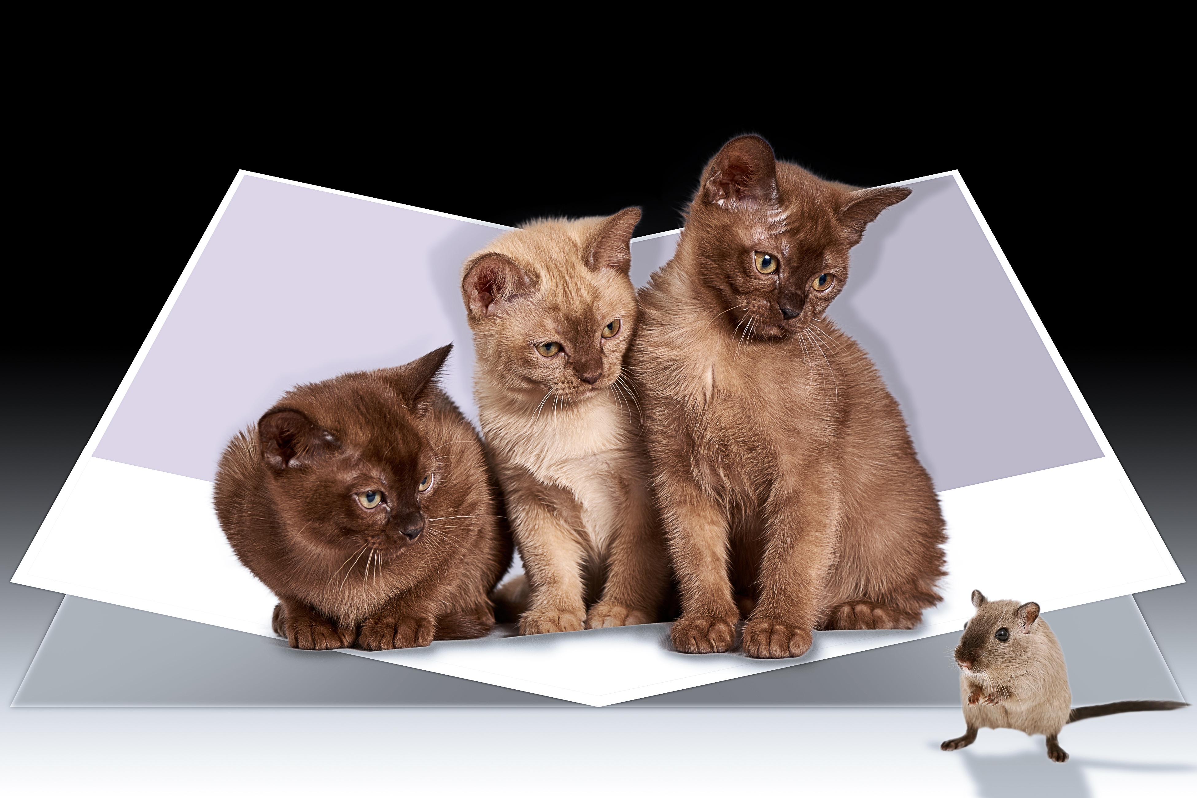 Cute kittens and a mouse background free image download