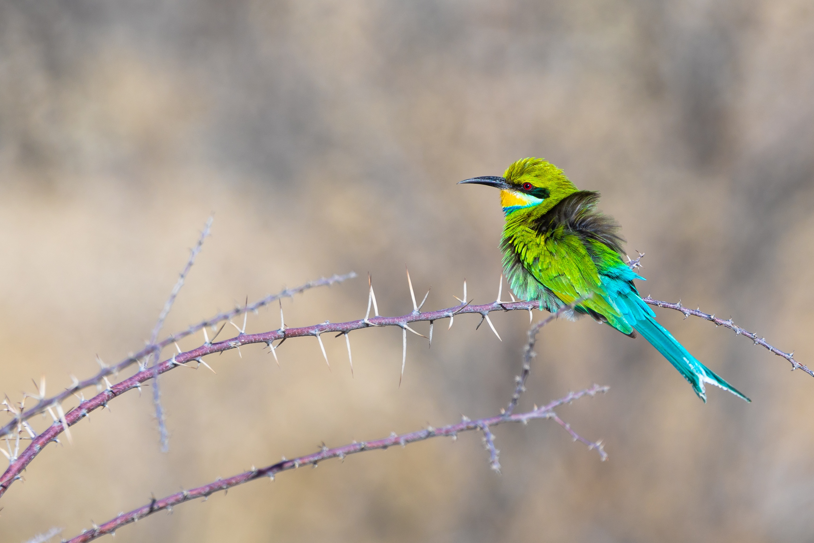 Green little bird on a bush free image download