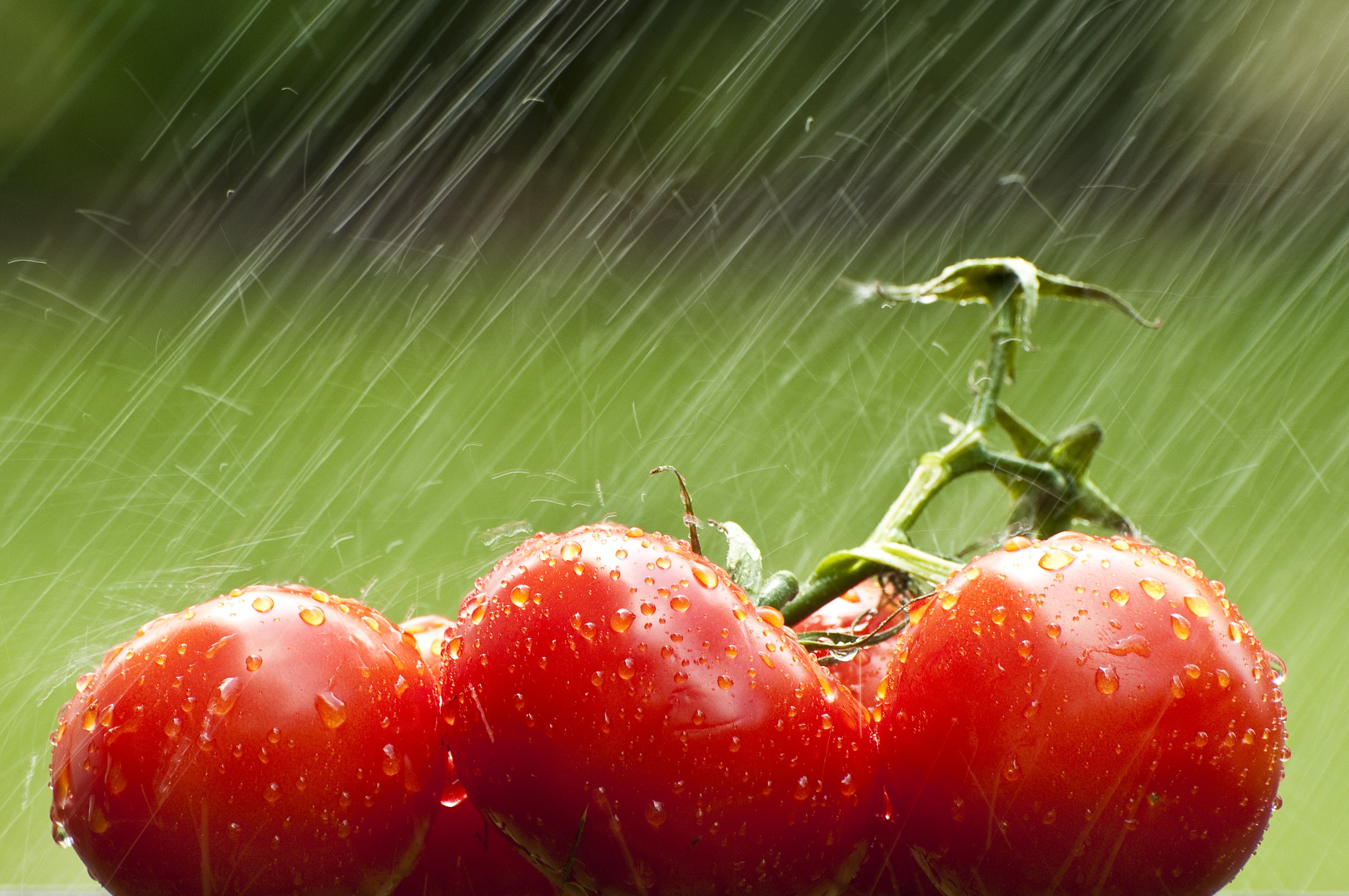 Garden tomatoes in water drops free image download