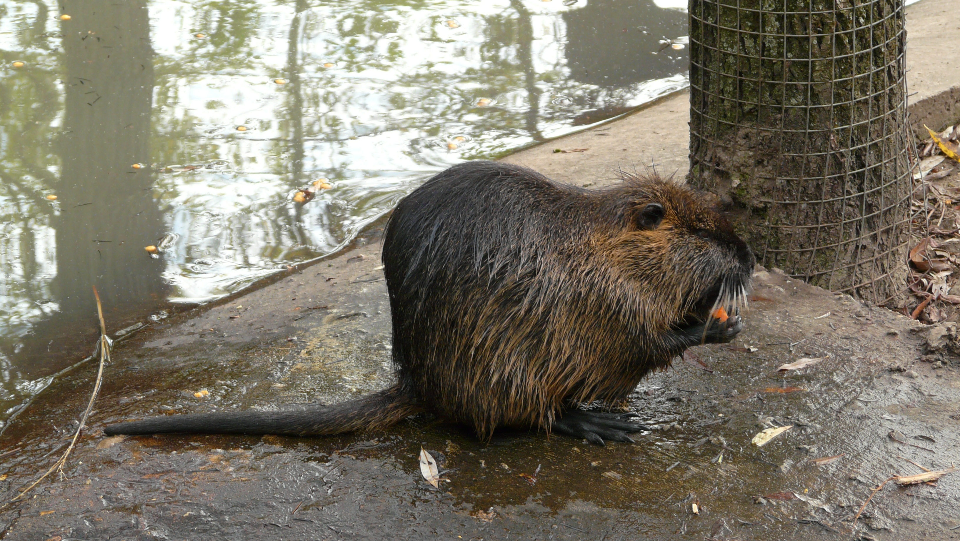 A beautiful wood beaver free image download