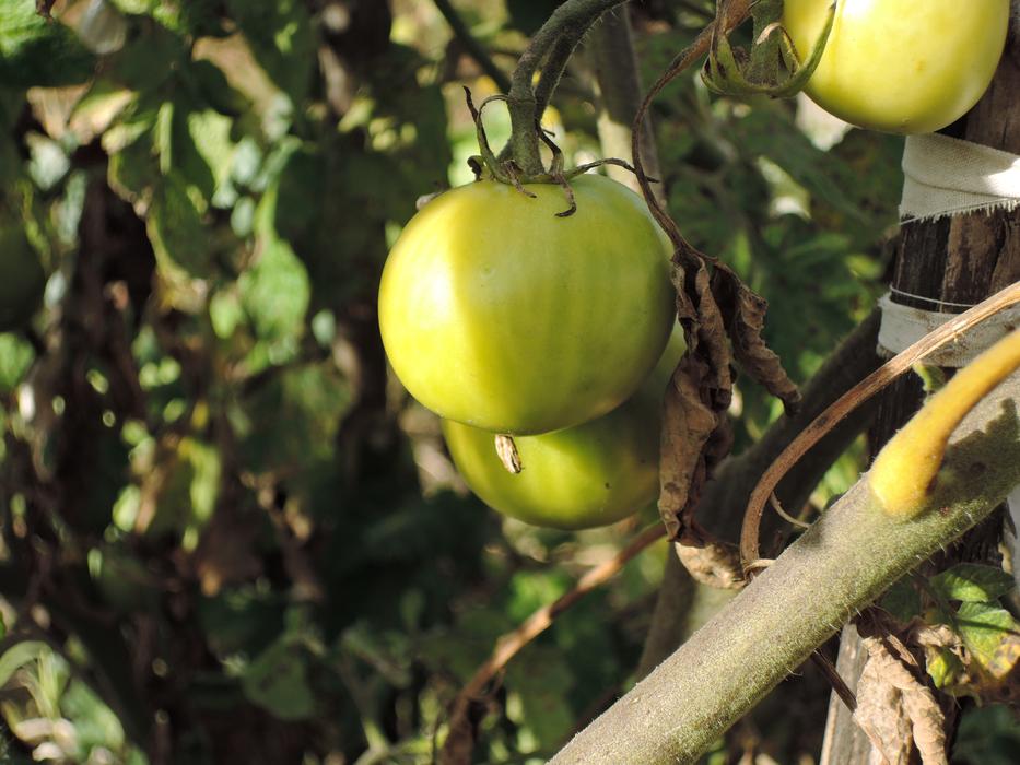 Unripe tomatoes on a bush in the vegetable garden free image download
