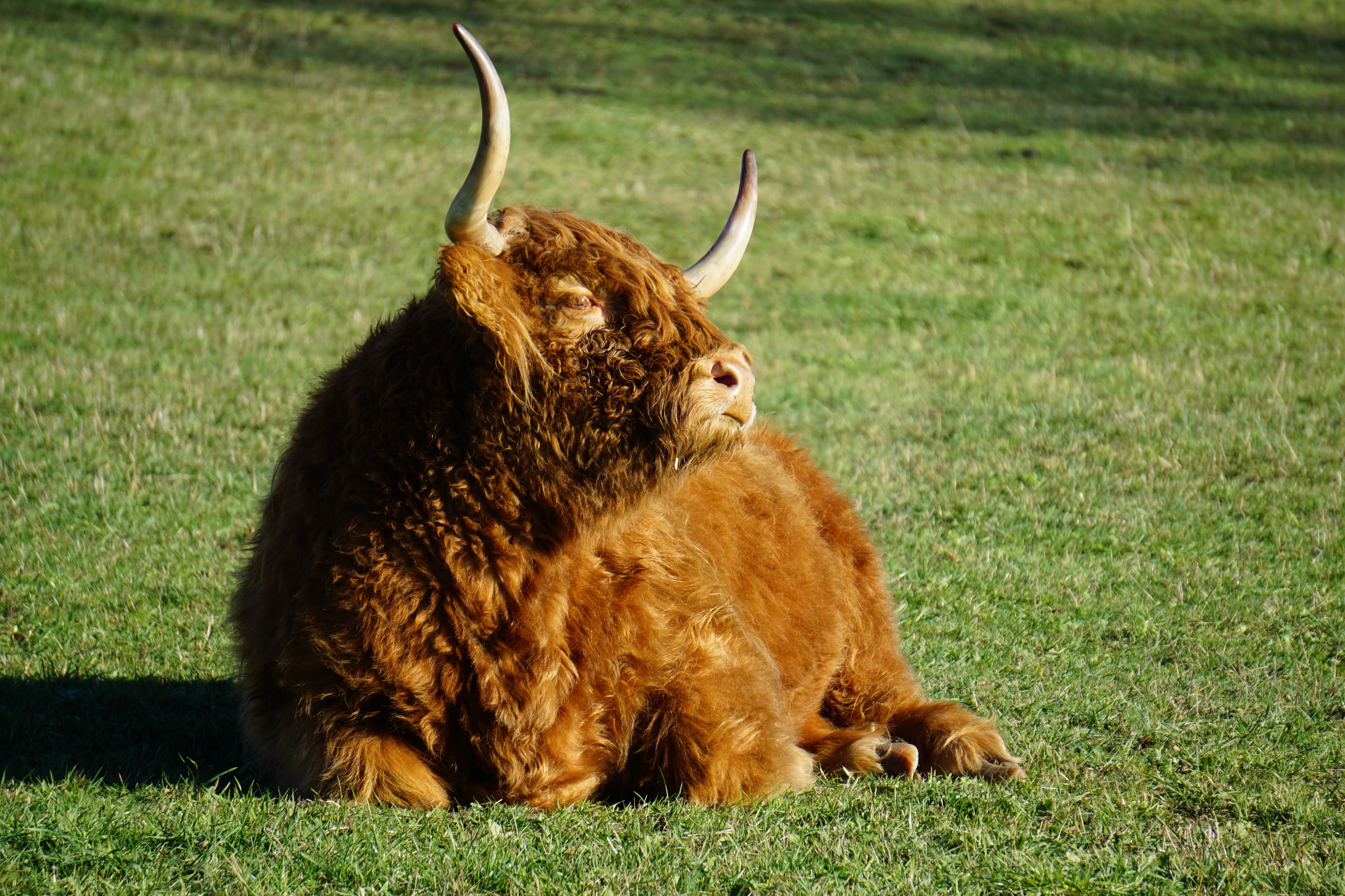 Brown cow fluffy curly free image download