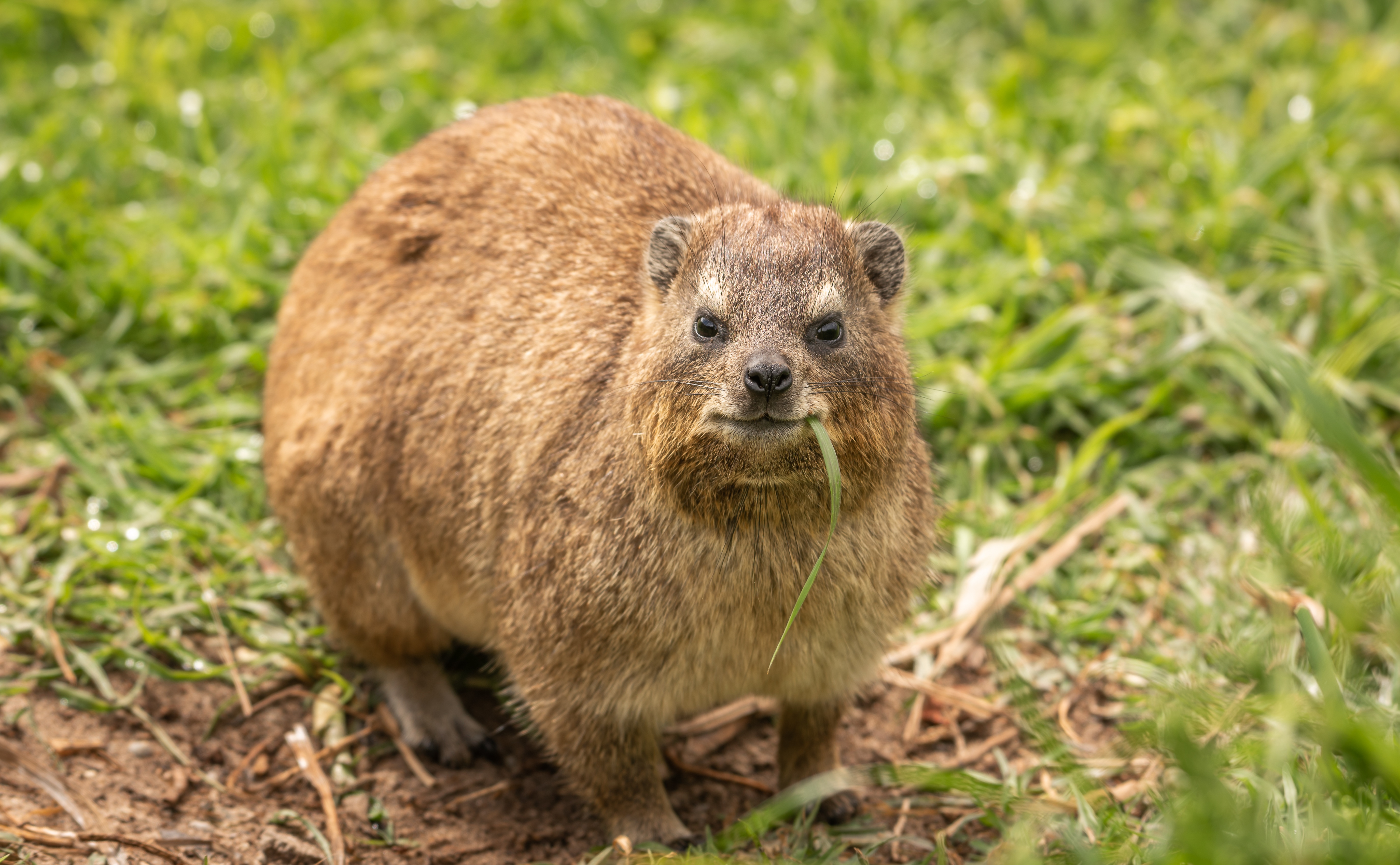 Animal wild field free image download