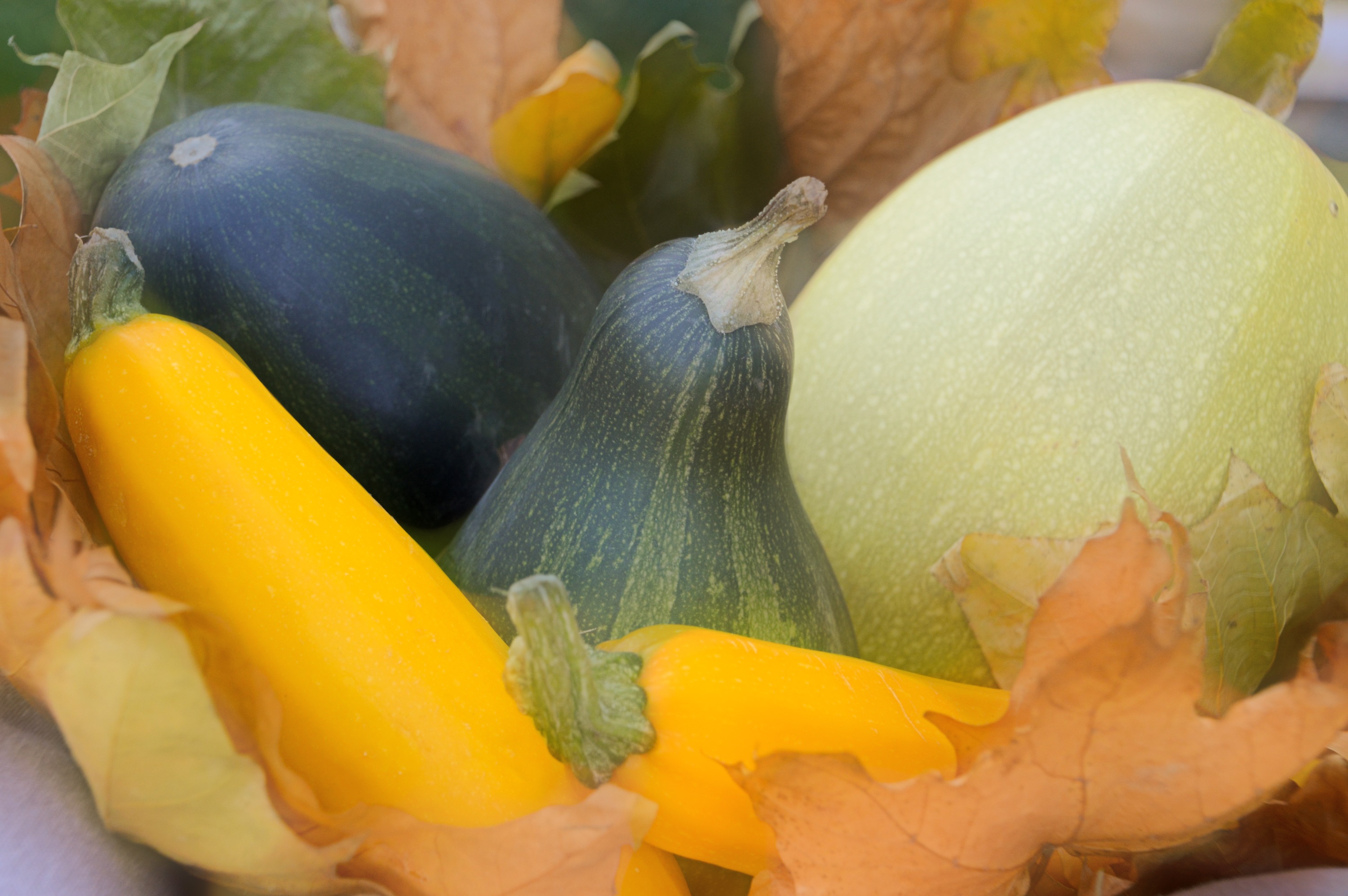 Ripe colored vegetables free image download