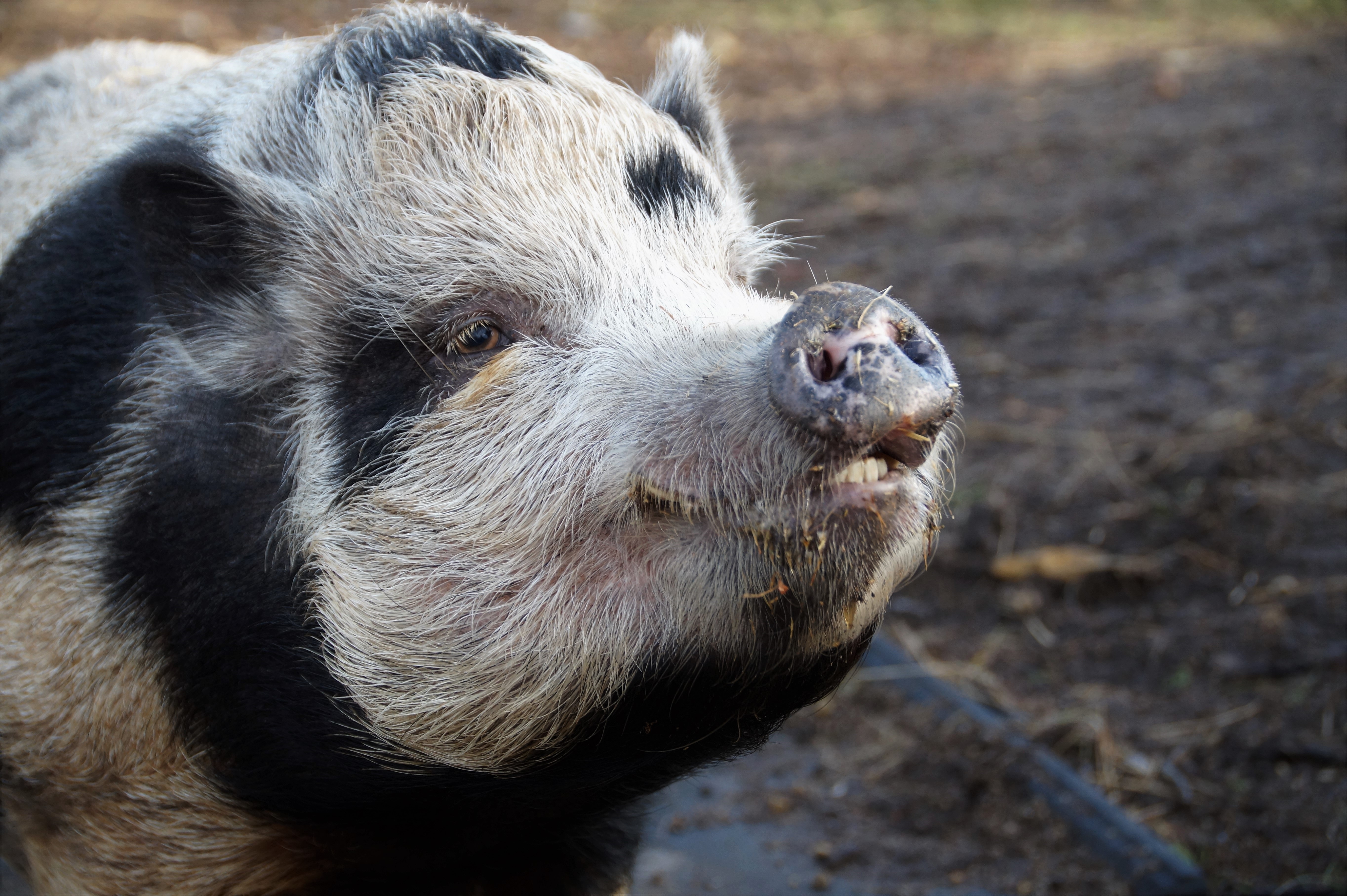 Big pig in white spots free image download