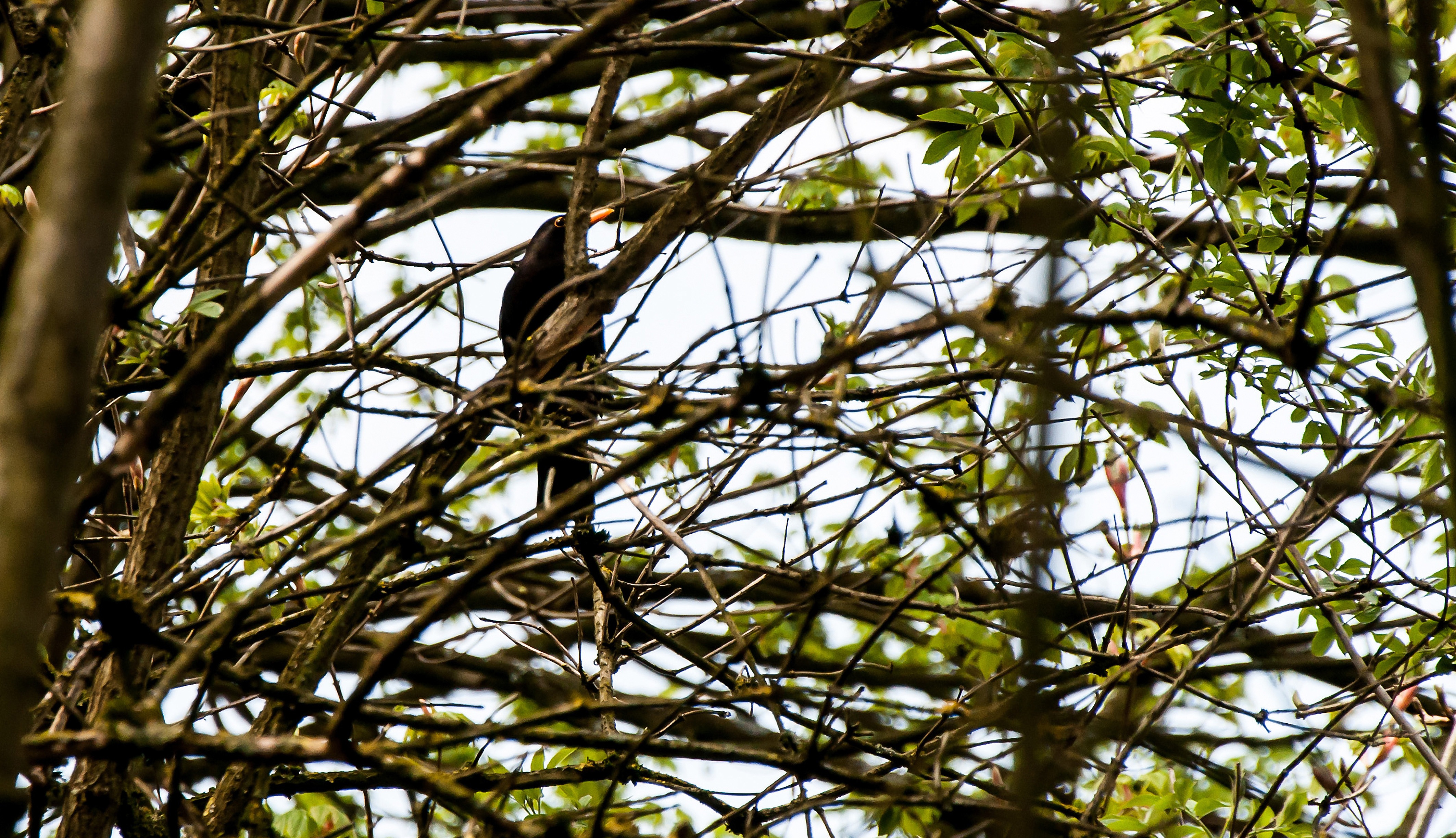 Bird with trees and leaves free image download