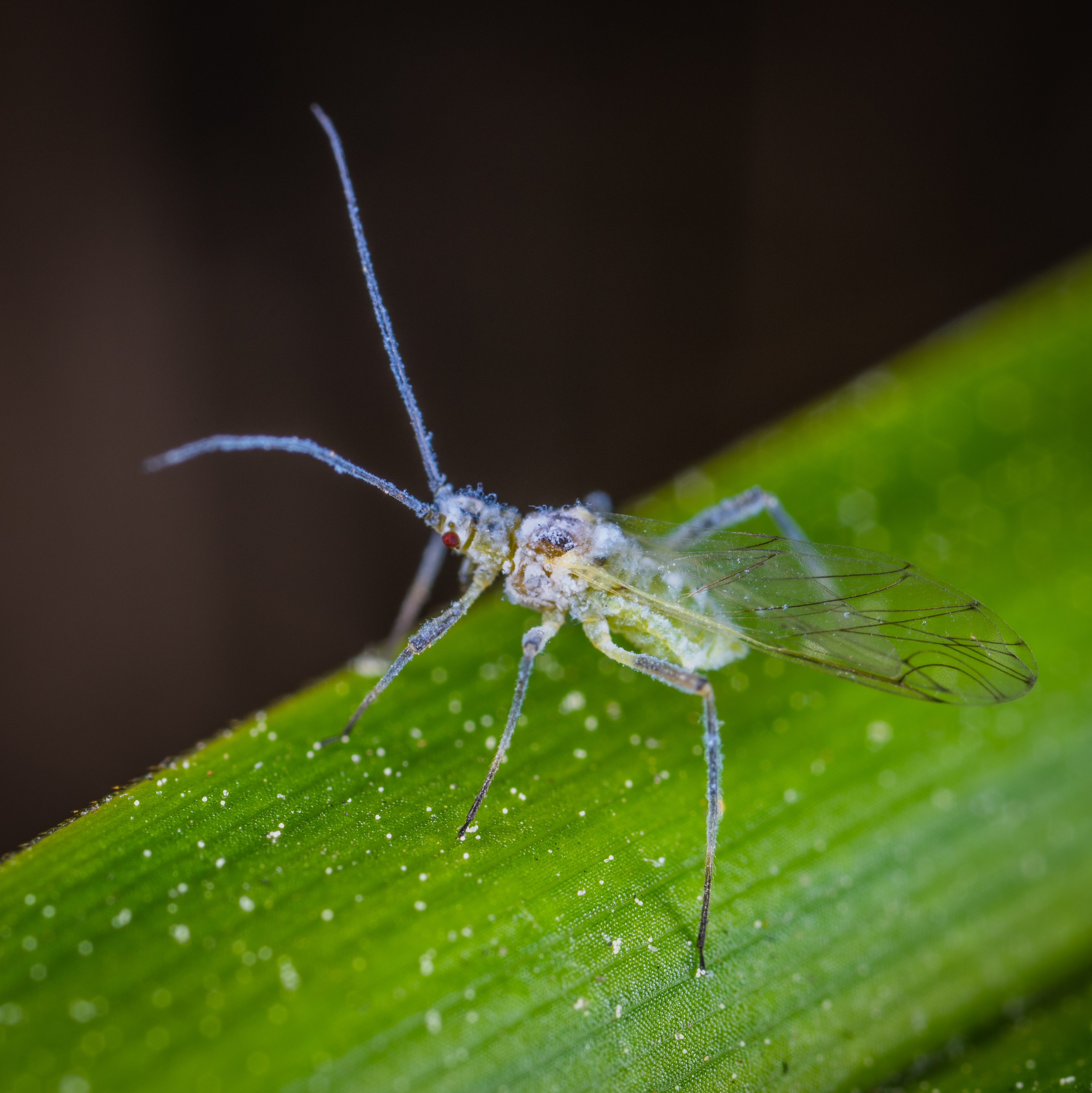An insect with long legs free image download