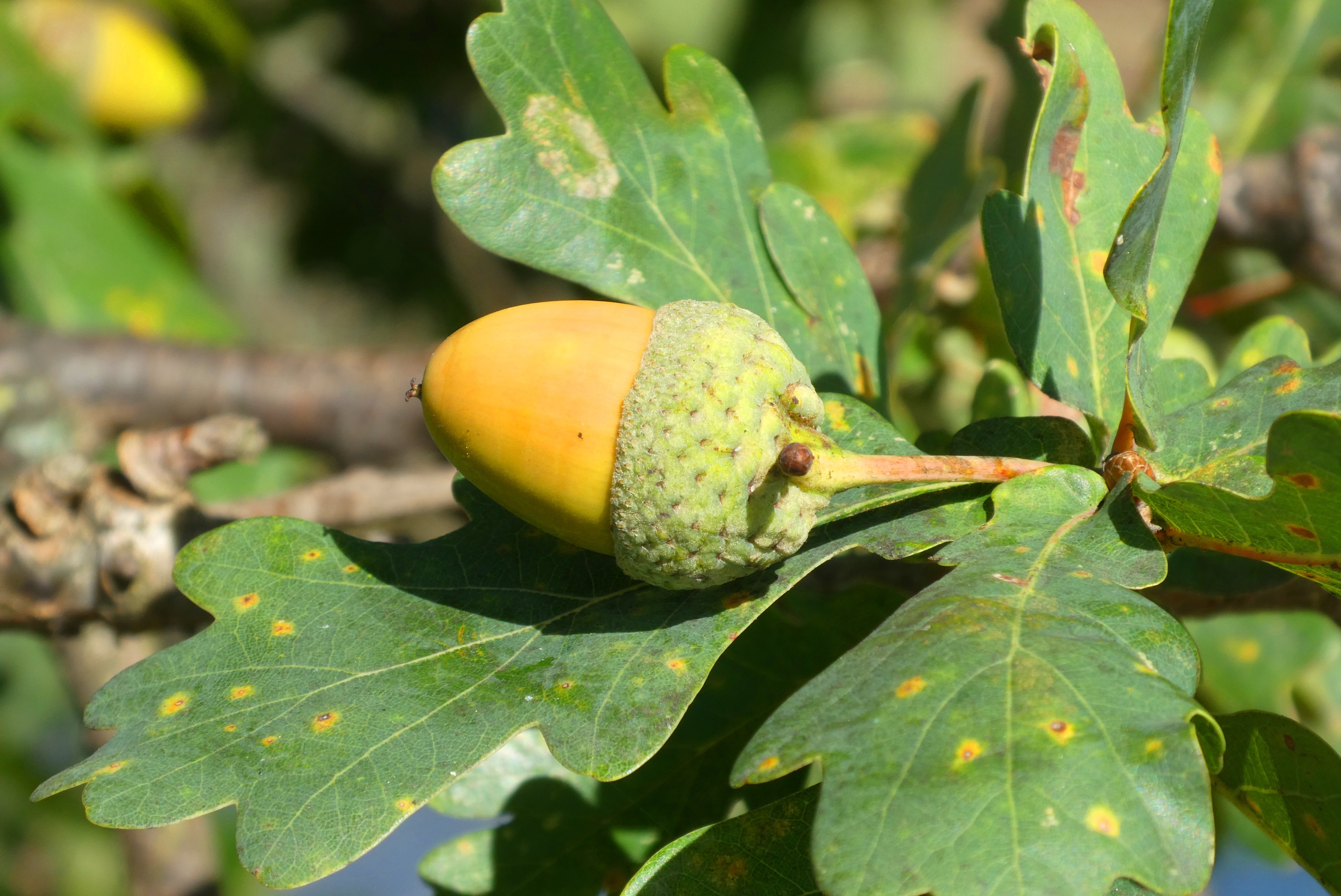 Yellow acorn on a tree with foliage free image download