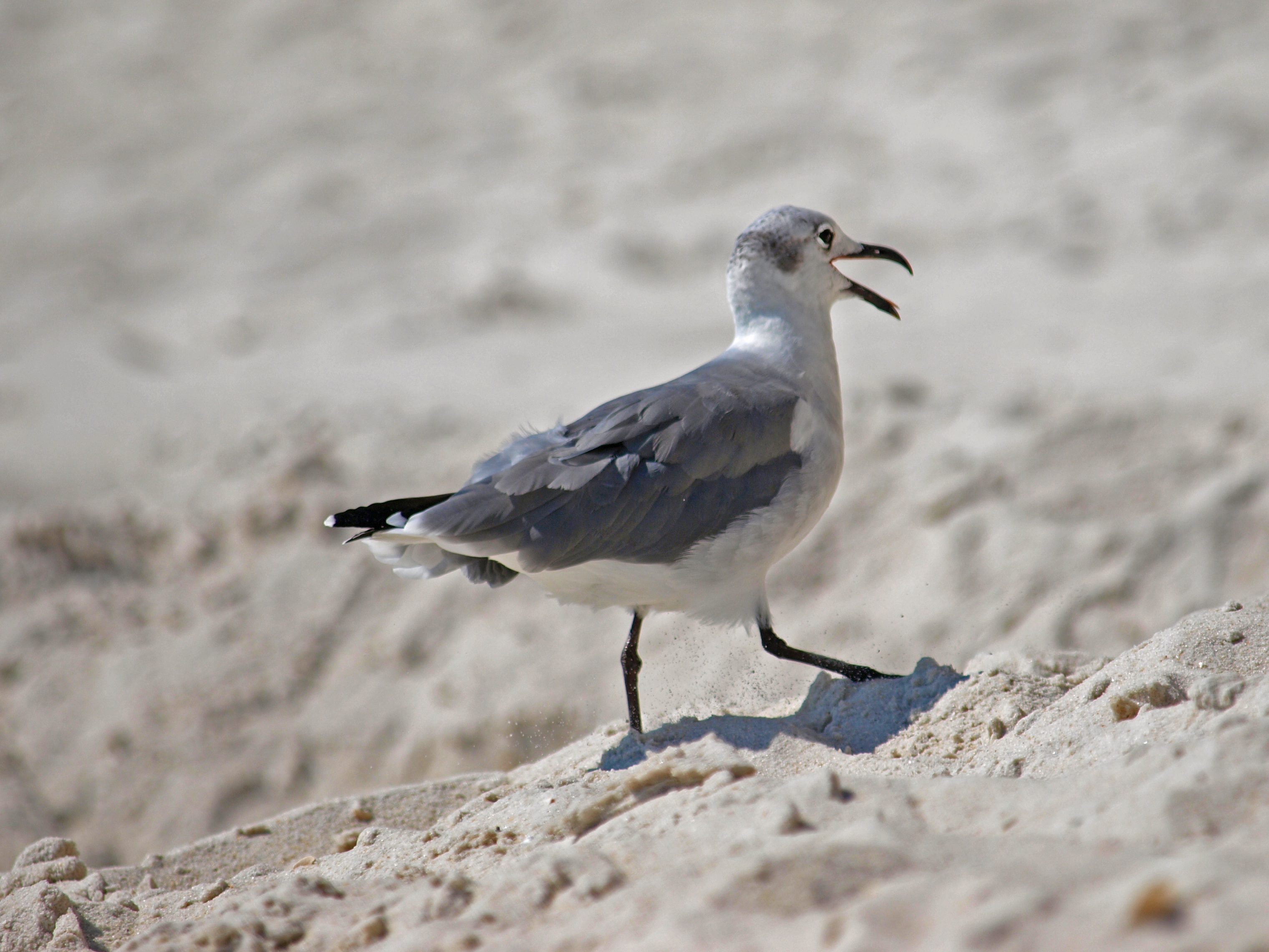 Little bird in the sand free image download