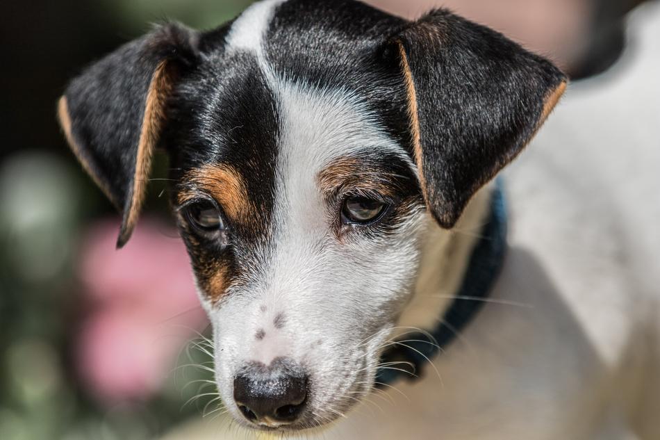 Colored dog's face is cute free image download