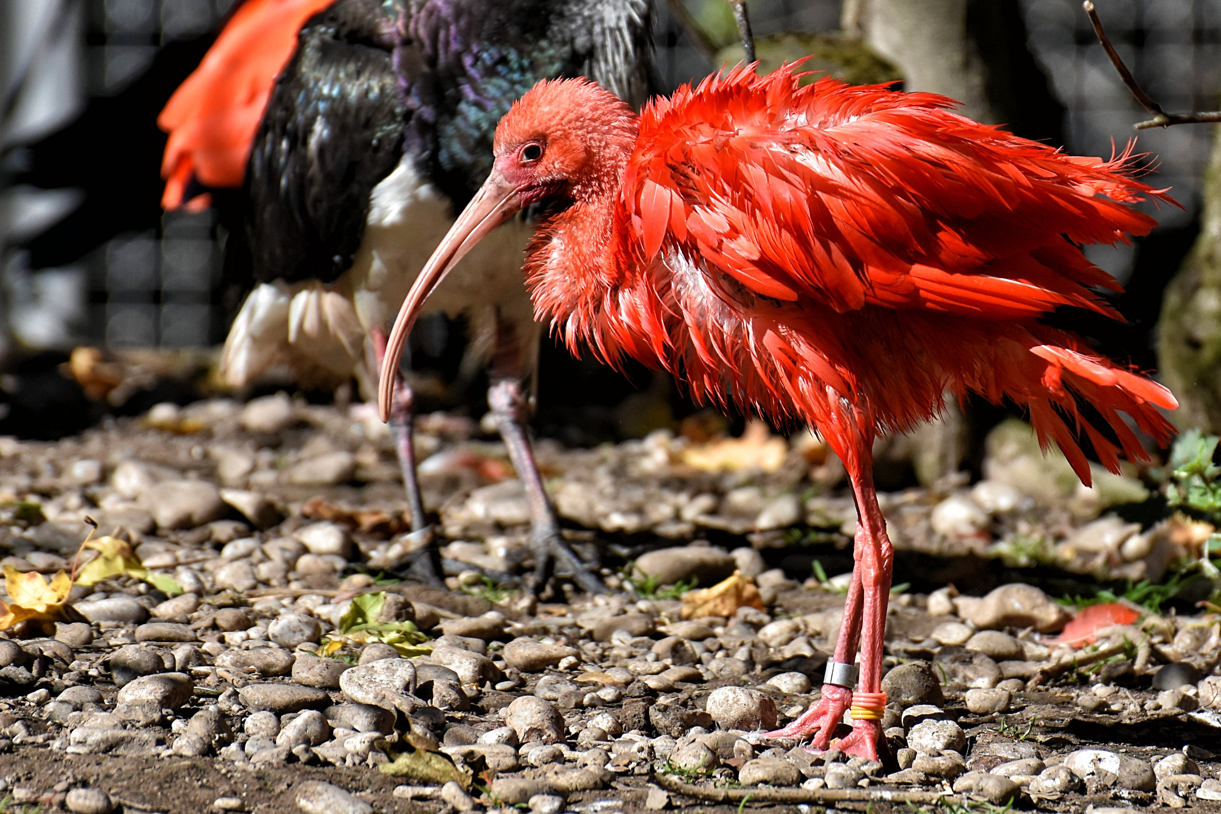 Red fluffy bird on the ground free image download