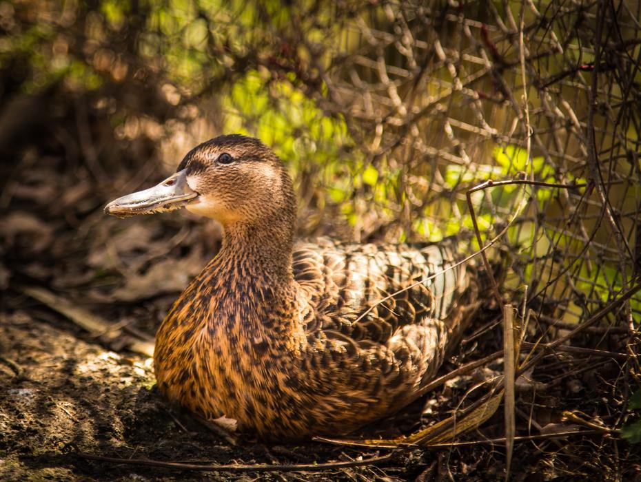 Wild duck in the forest free image download