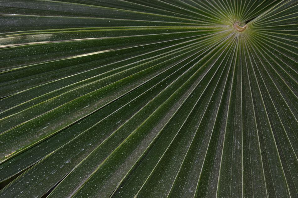 Fan Palm Pattern free image download