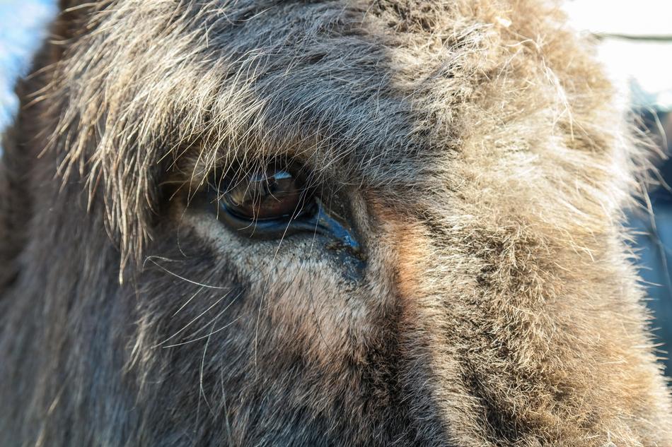 Donkey animal eye view free image download