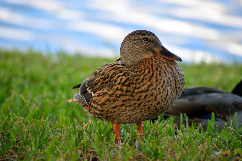 Feathered duck in green grass free image download