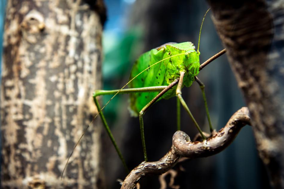 Green wild insect on safari free image download