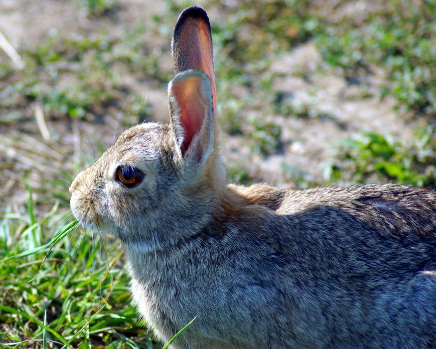 Cute little hare on the ground free image download