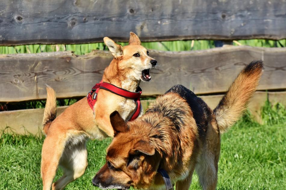 Dogs a lot field view free image download