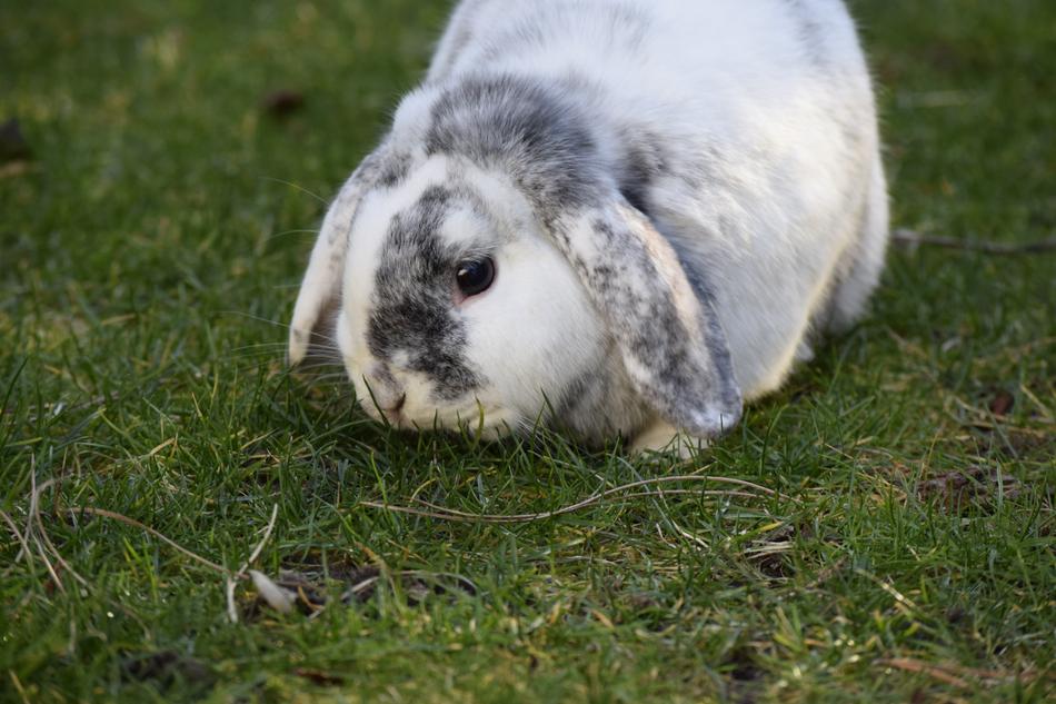 Fluffy hare in the green grass free image download