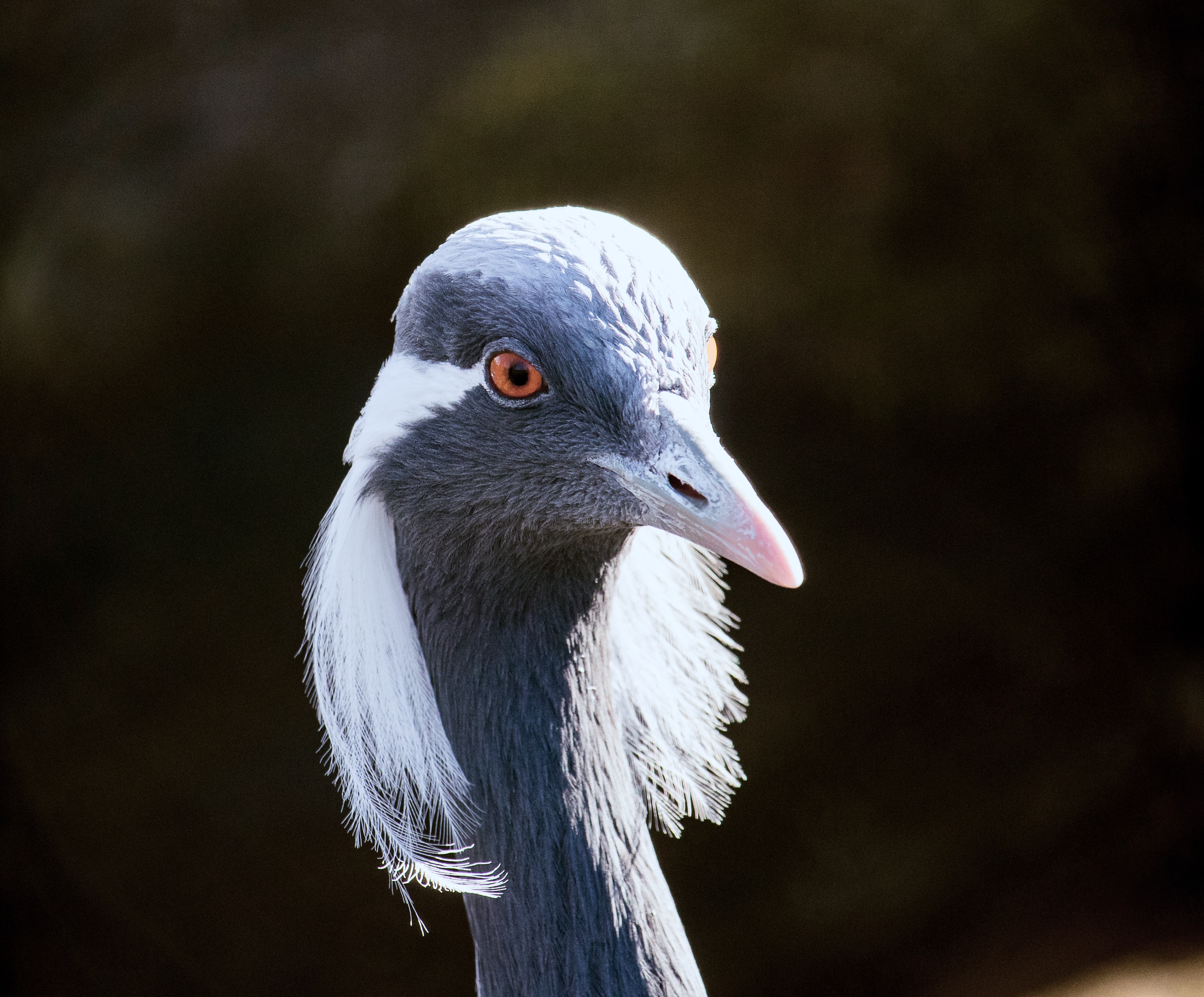 The bird is a beautiful, unusual bird. free image download