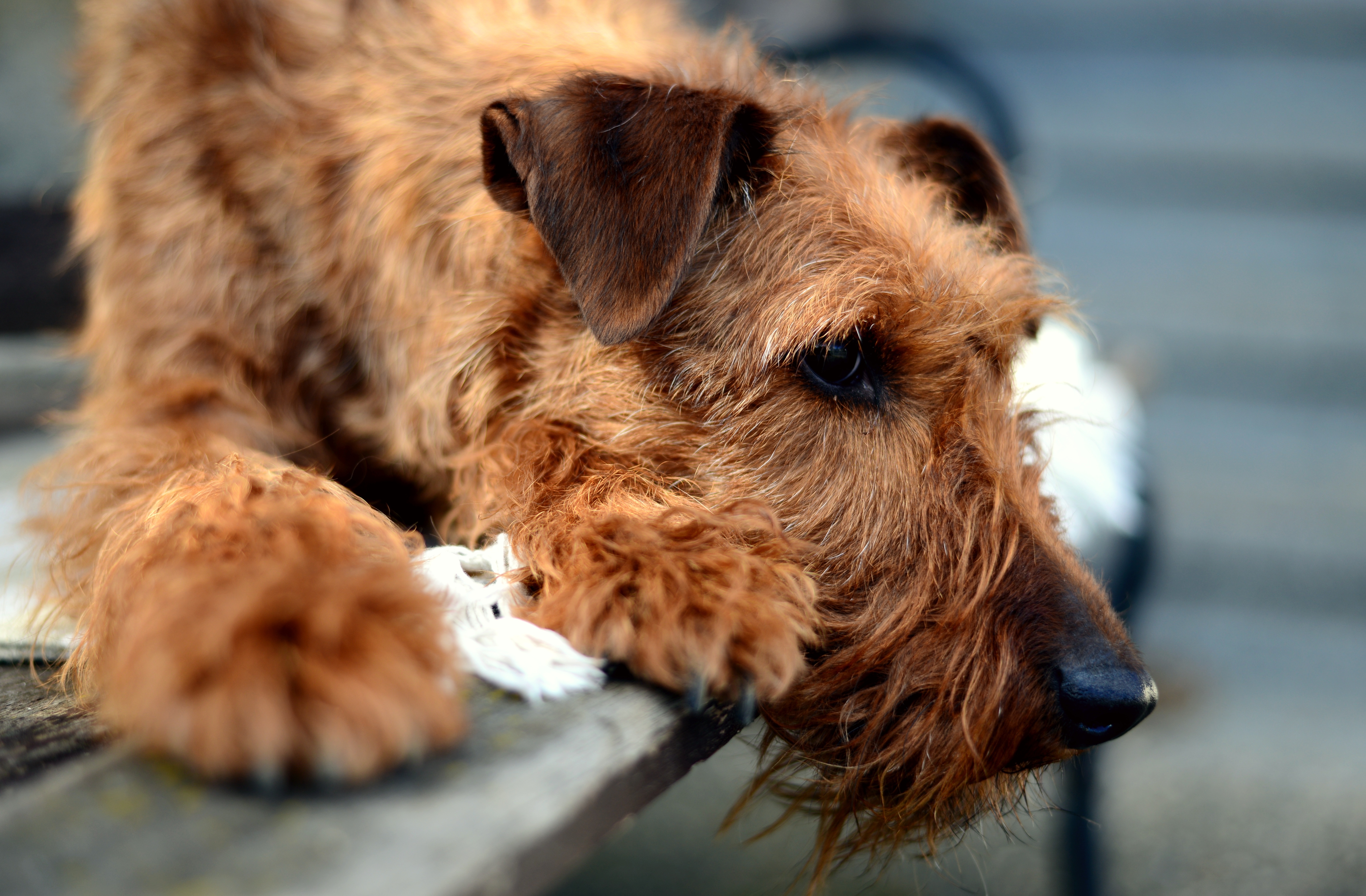 The red dog is fluffy and beautiful free image download
