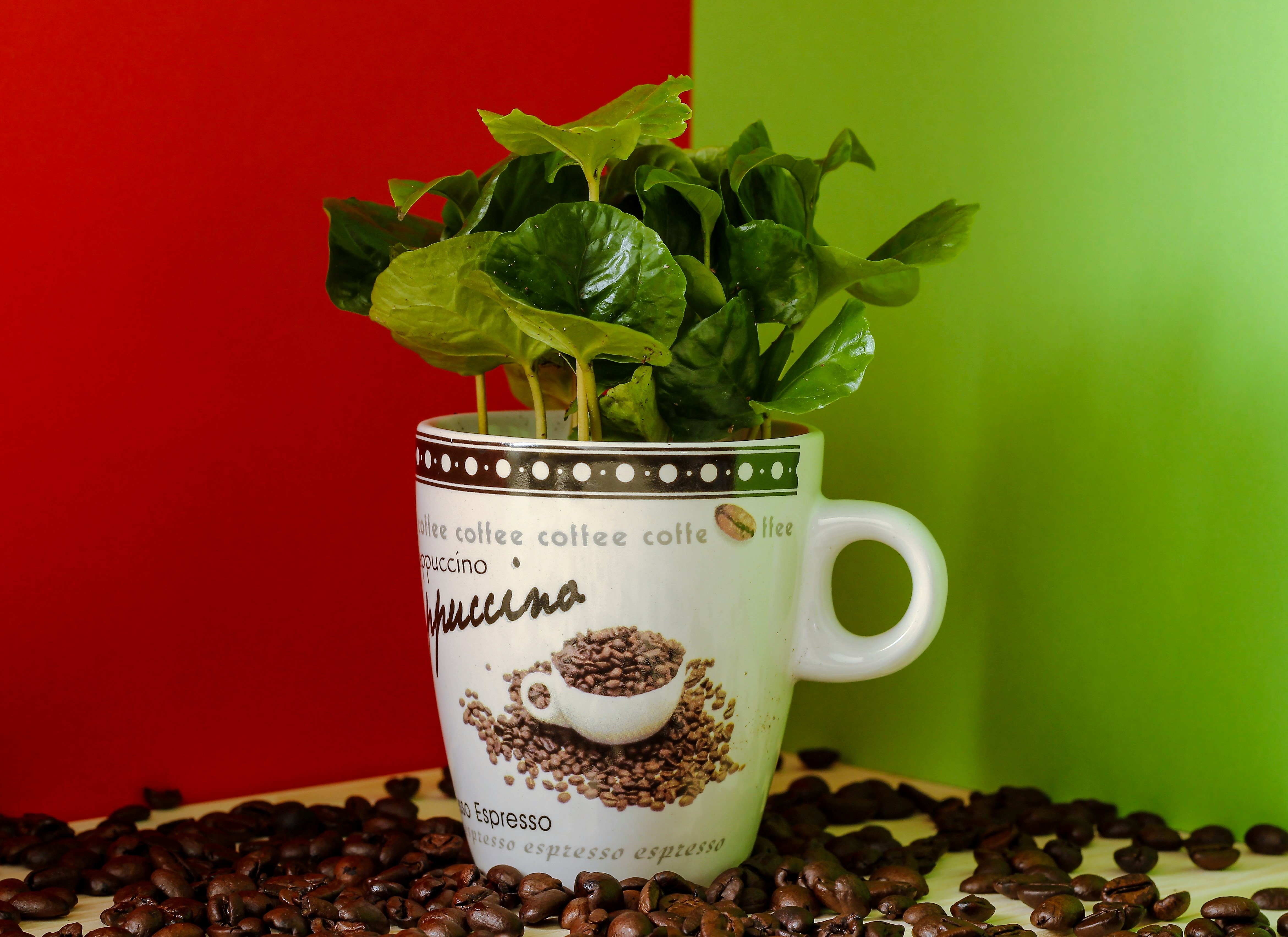 Coffee mug with plants free image download