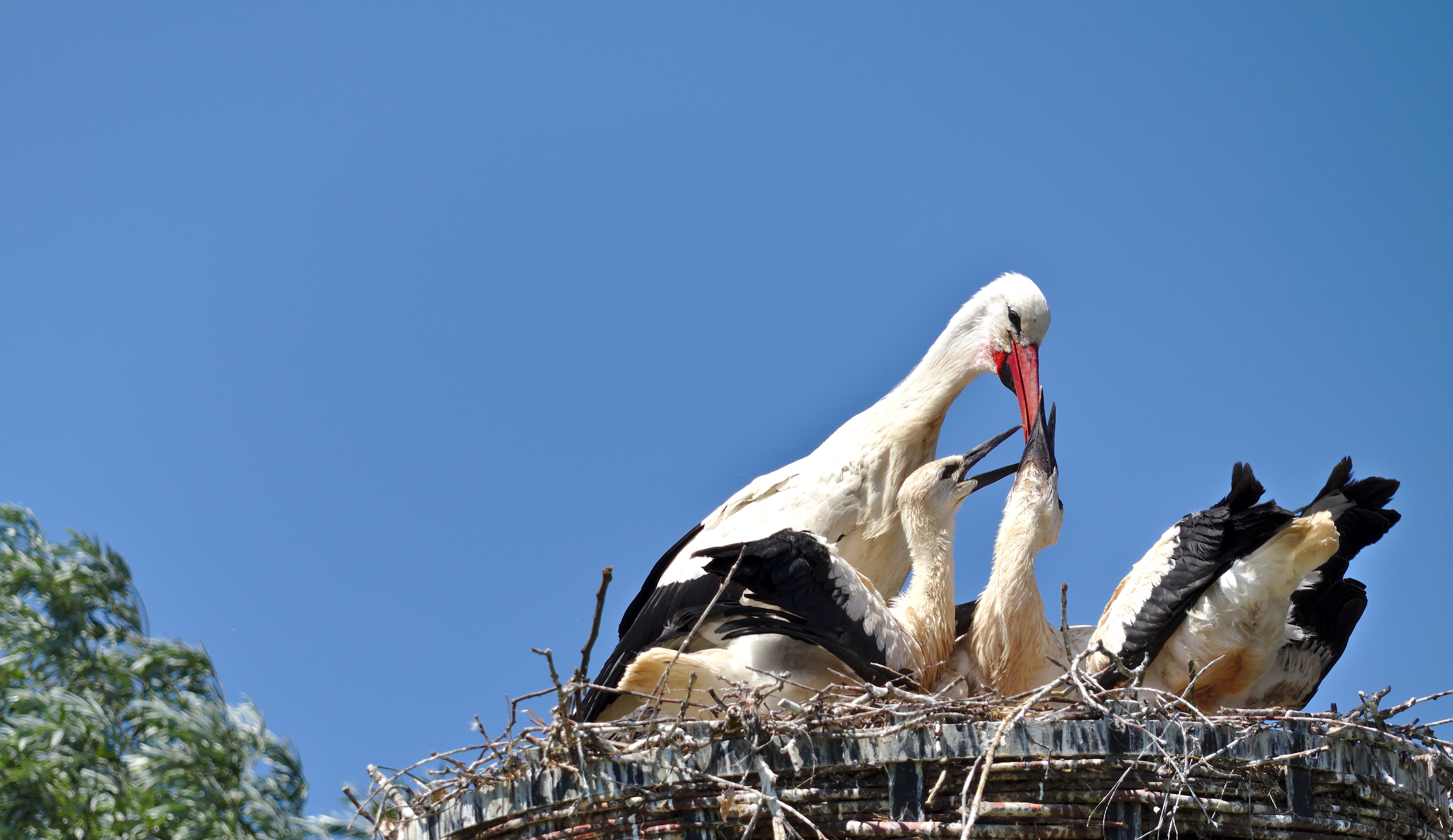 White stork against a blue sky free image download