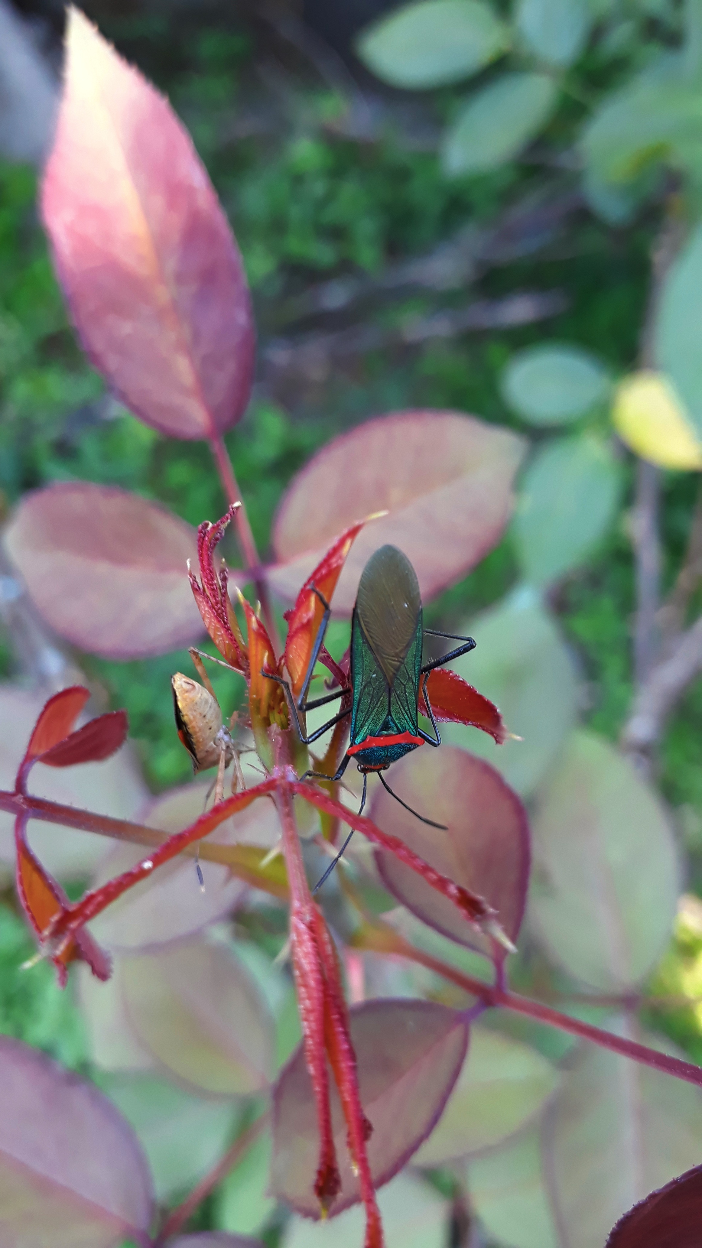 A beautiful leaf on a branch view free image download