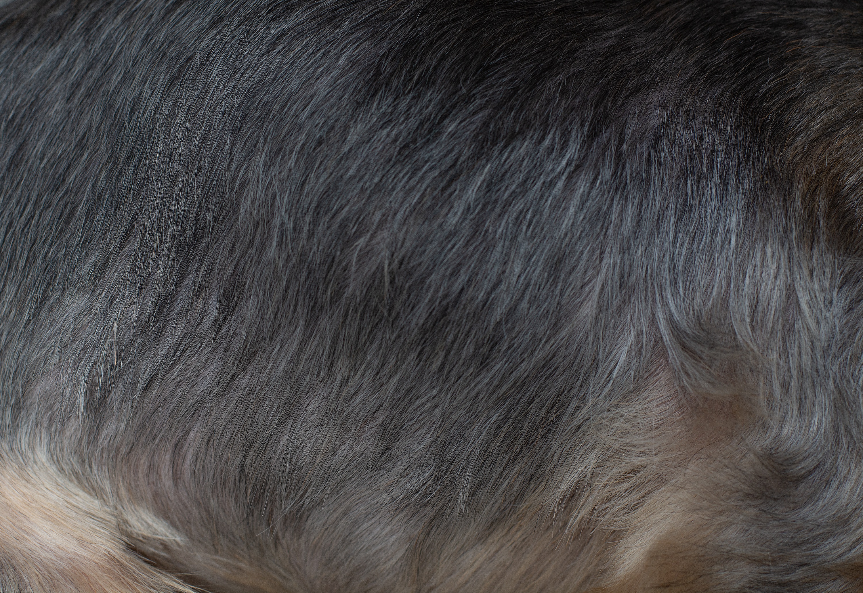 Animal hair free image download
