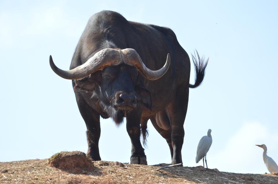 A big wild bull with birds free image download